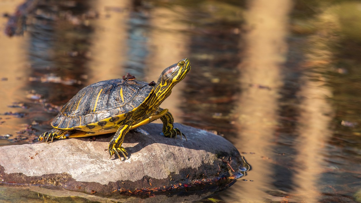 Invasive arter truer dansk natur: Dræb dem! - SeniorNews.dk