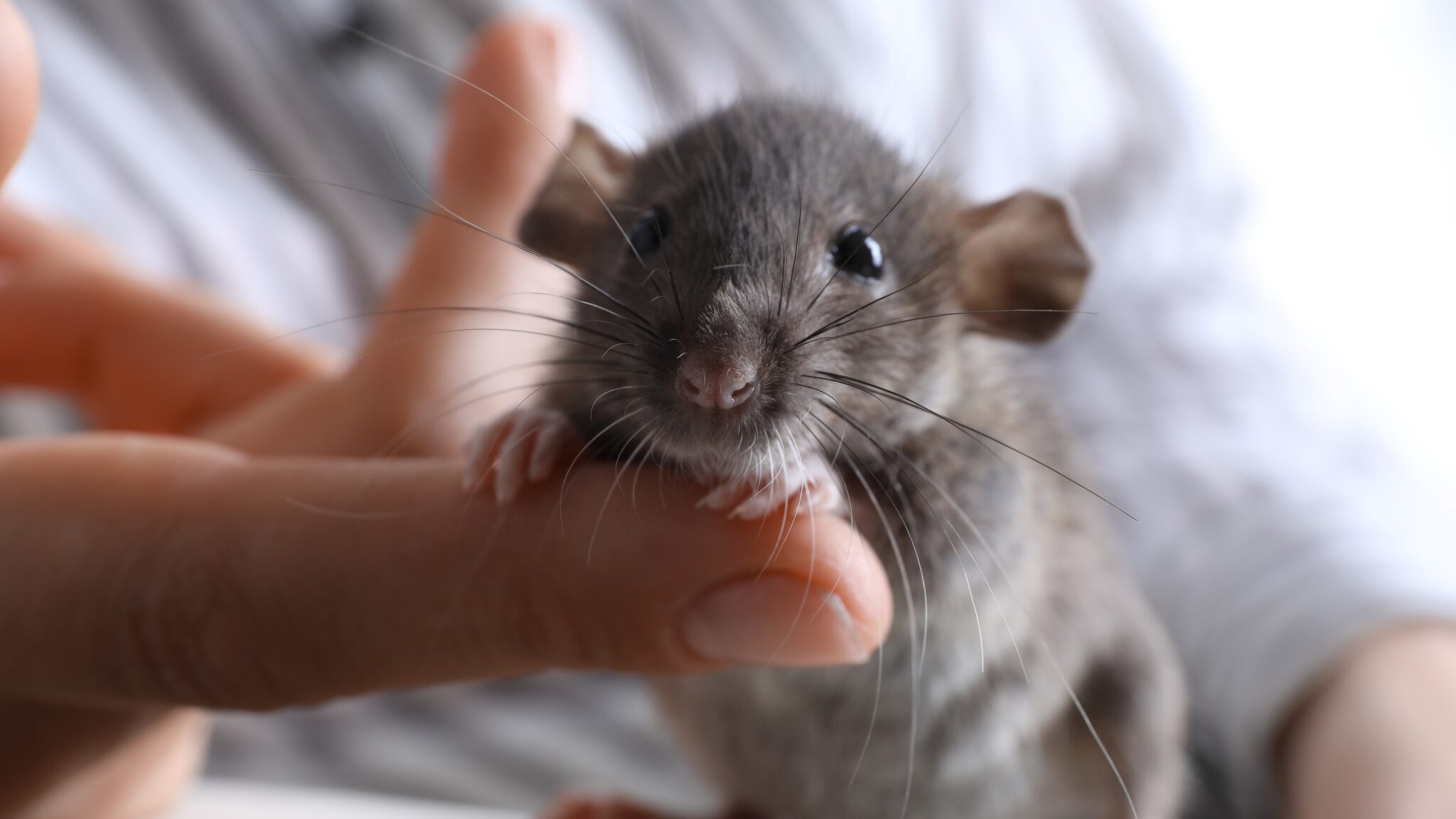 Mus rydder op i 75-årig mands skur - SeniorNews.dk